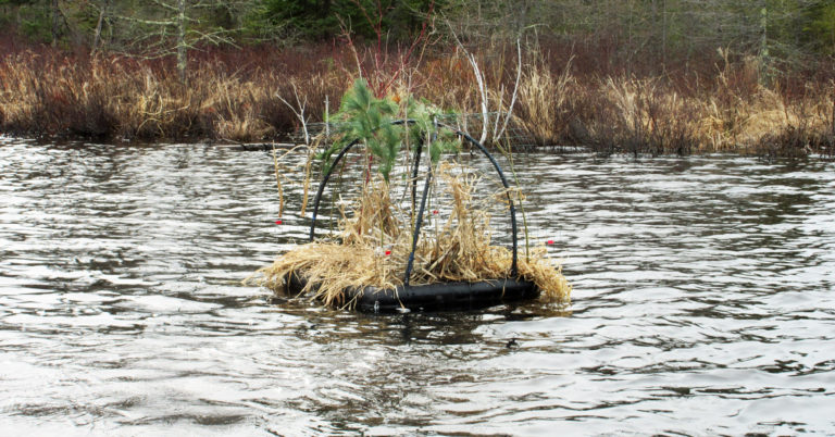 Loon Nest Platforms at Lake Vermilion in 2020